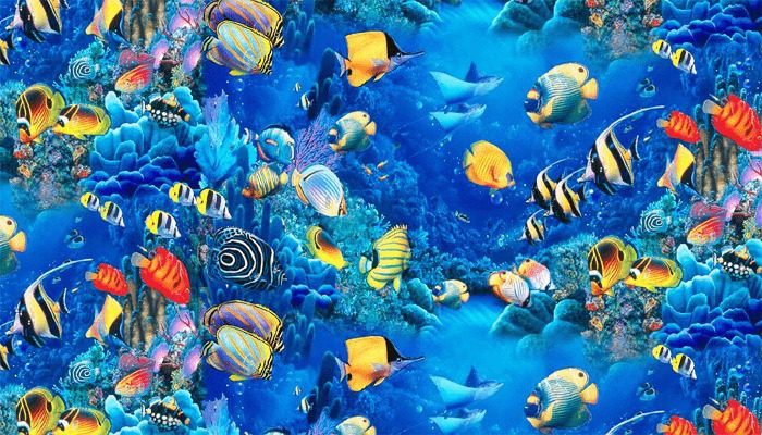 1000 FOTOS DE PECES 】de Todo el Mundo - EsPesca