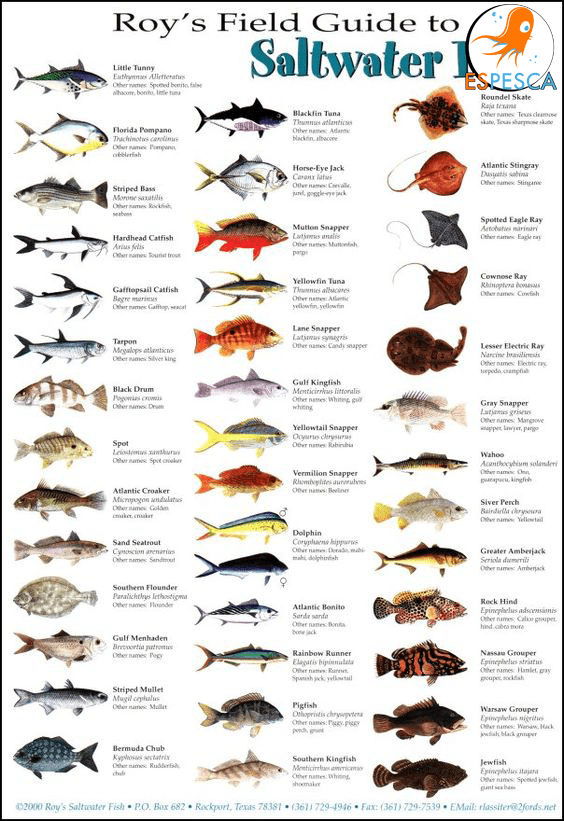 1000 FOTOS DE PECES 】de Todo el Mundo - EsPesca