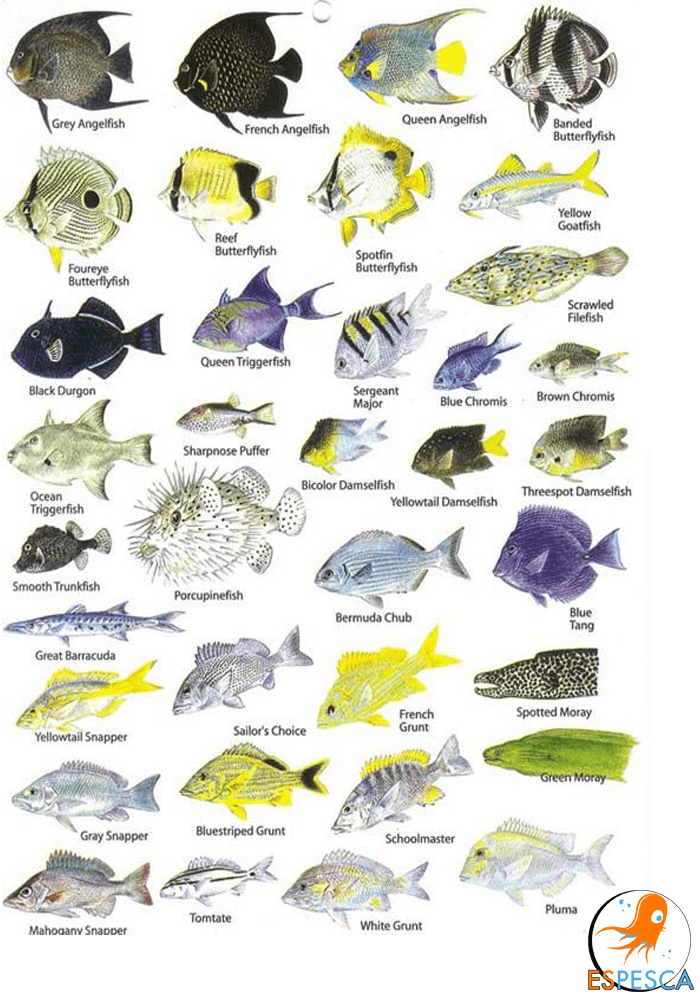 1000 FOTOS DE PECES 】de Todo el Mundo - EsPesca