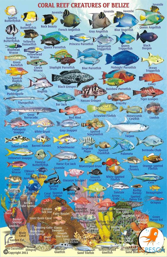 1000 FOTOS DE PECES 】de Todo el Mundo - EsPesca